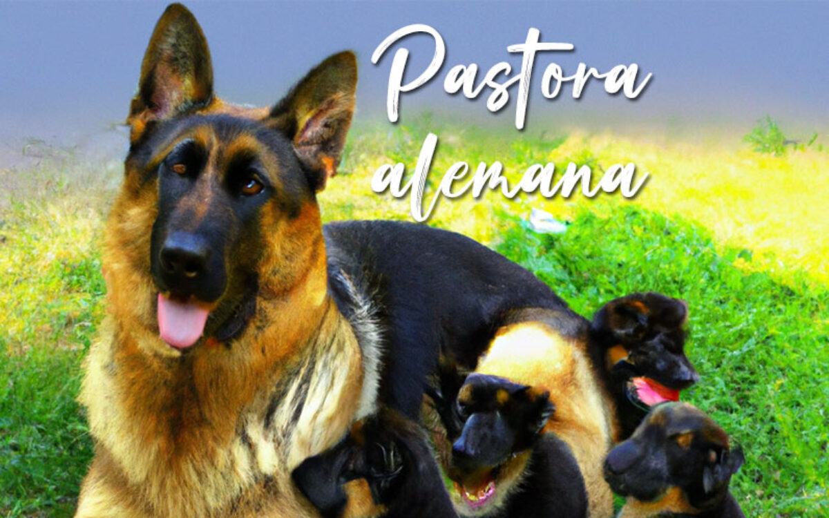 El Pastor Aleman Es Un Buen Perro De Familia
