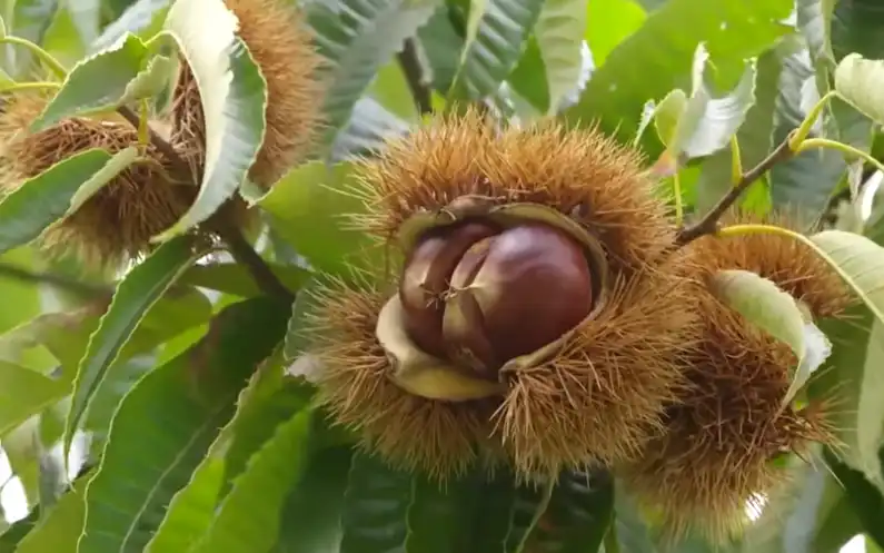 Castañas: Recetas y puestos de venta en el Valle del Guadalhorce