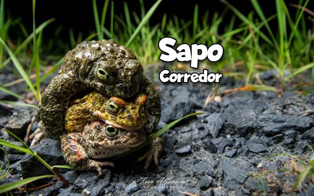 Sapo corredor: El anfibio de la Península Ibérica - Animales