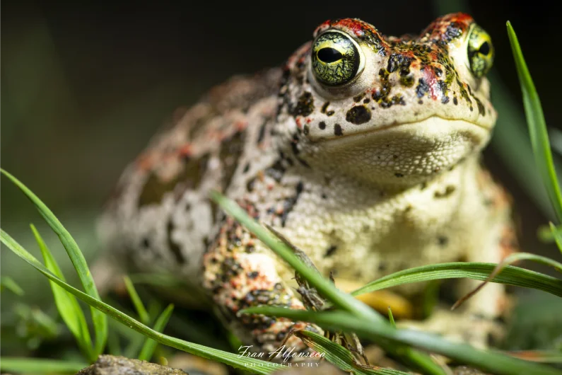 Sapo corredor: El anfibio de la Península Ibérica - Animales